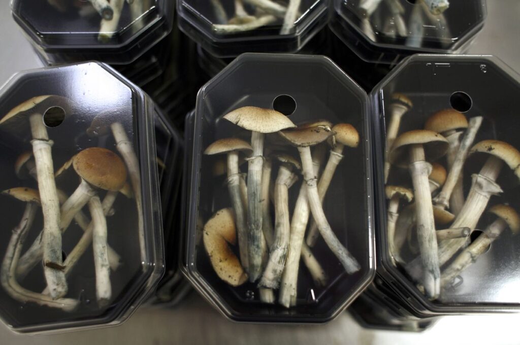 Tips To Help You In Taking Magic Mushroom Safely Online Dispensary